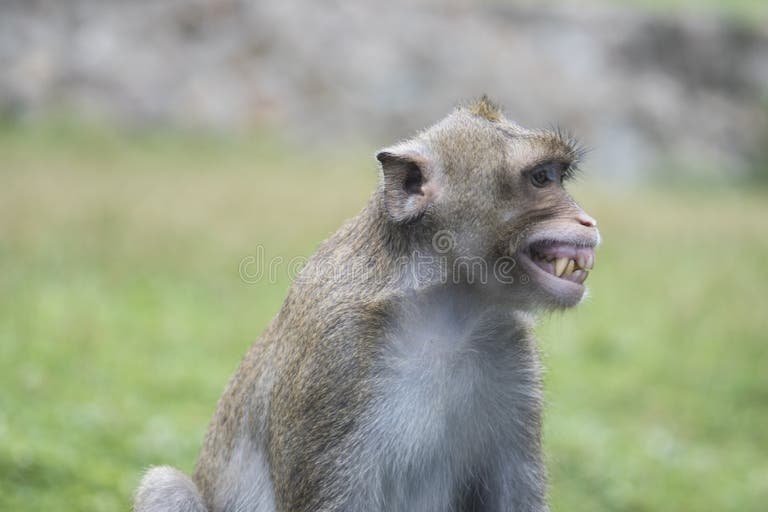 Portrait of Smiling with Yellow Teeth Monkey Stock Photo - Image of ...