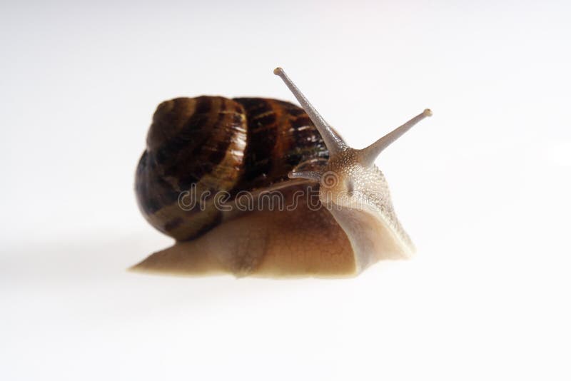 Pill Bug Profile stock image. Image of pillbug, pest - 11321047