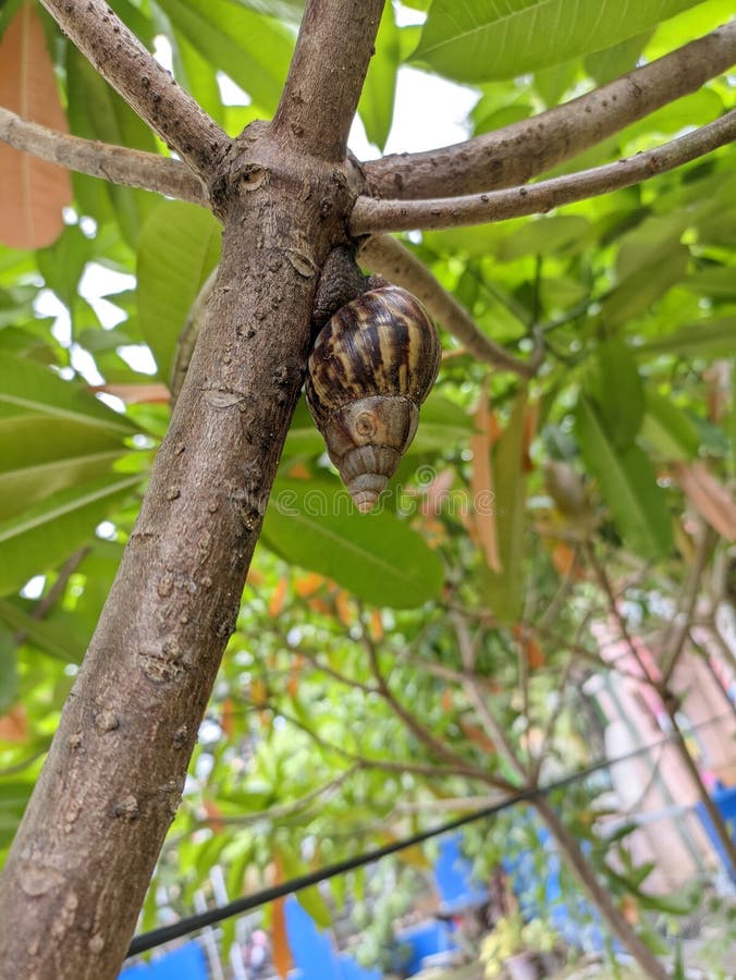 A Portrait of Snail with a Brown Shell Walking on a Tree Trunk To Avoid ...