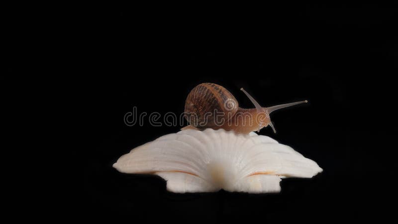 Portrait of a Snail, Installed on a Scallop Shell, Black Background ...