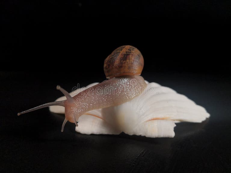 Portrait of a Snail, Installed on a Scallop Shell, Black Background ...