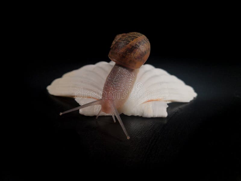 Portrait of a Snail, Installed on a Scallop Shell, Black Background ...