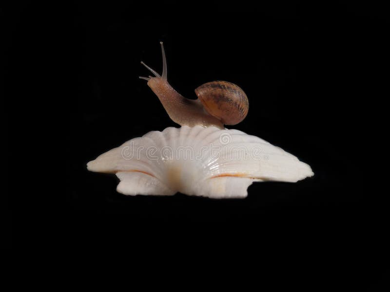 Portrait of a Snail, Installed on a Scallop Shell, Black Background ...