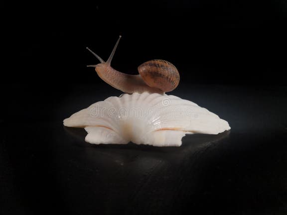 Portrait of a Snail, Installed on a Scallop Shell, Black Background ...