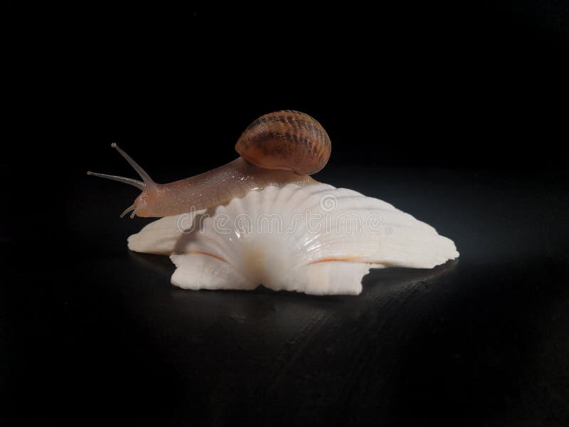 Sea Shell with Black Textured Background Wallpaper, Stock Photo - Image ...