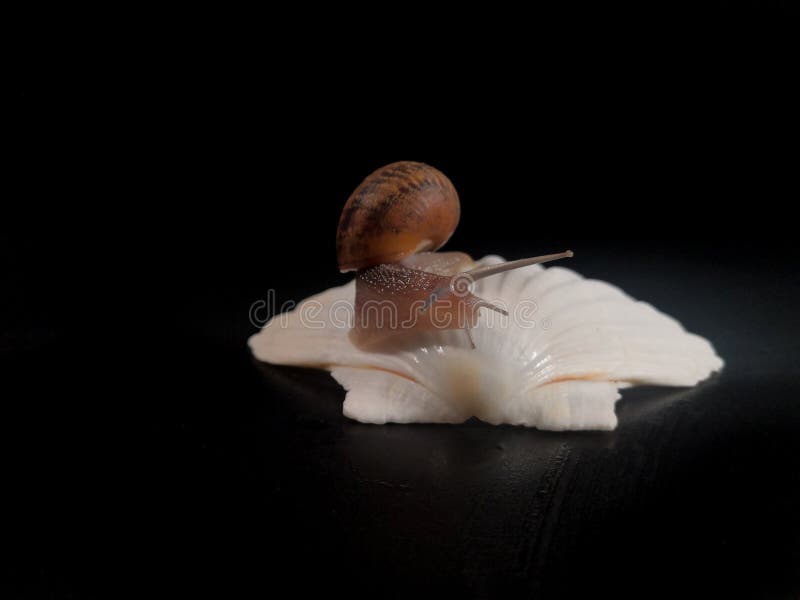 Portrait of a Snail, Installed on a Scallop Shell, Black Background ...
