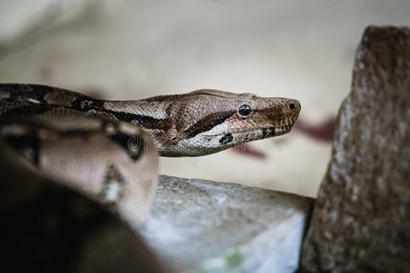 Portrait of a Boa Constrictor Stock Image - Image of wild, eyes: 193619669