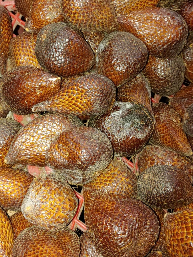 Snake fruit stock photo. Image of invertebrate, sweet - 204389046