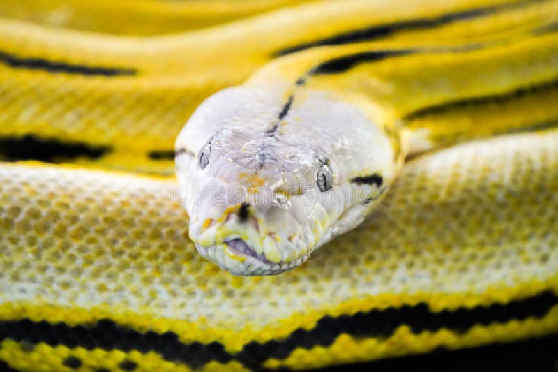 Portrait of a snake stock photo. Image of skin, danger - 321647326