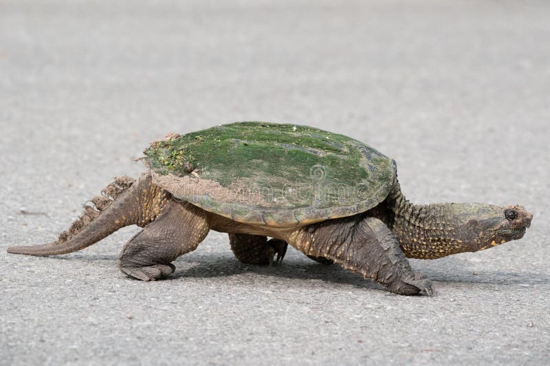 Portrait of a Snapping Turtle Stock Photo - Image of slow, cute: 255868878