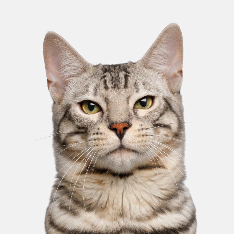 Cat Head White Background