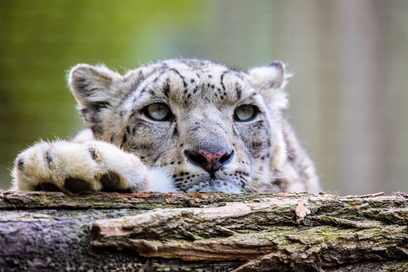 Portrait of a Snow Leopard, Uncia Uncia Stock Image - Image of mammal ...