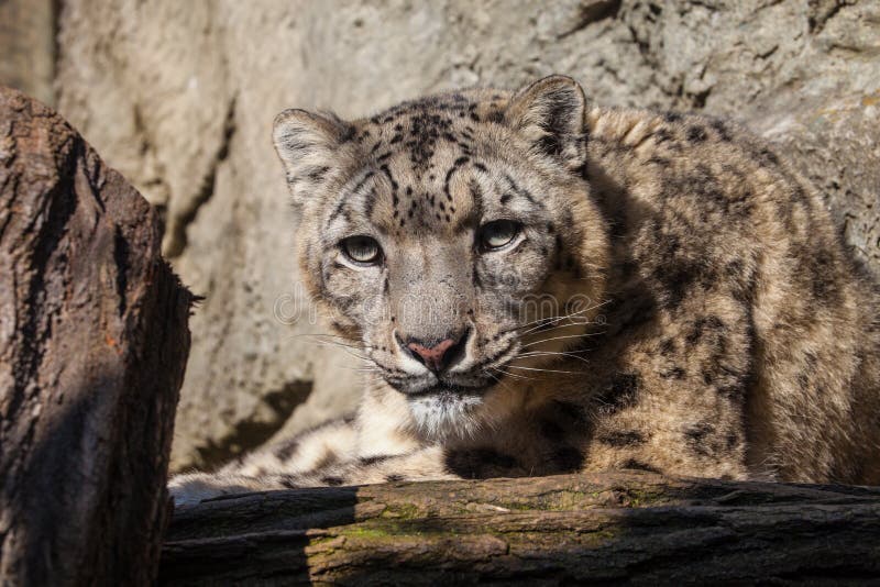 Portrait of a Snow Leopard Uncia Uncia Stock Photo - Image of male ...