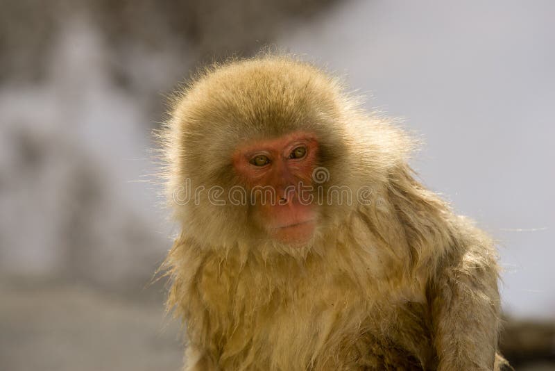 Snow Monkeys Grooming in Hot Spring Stock Image - Image of body ...