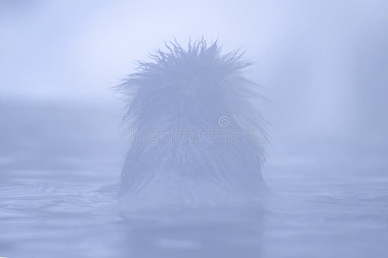 Portrait of Snow Monkey in the Hot Water Spring Stock Photo - Image of ...