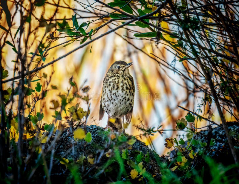 Portrait of Song Thrush in Summer in Stockholm Stock Image - Image of ...