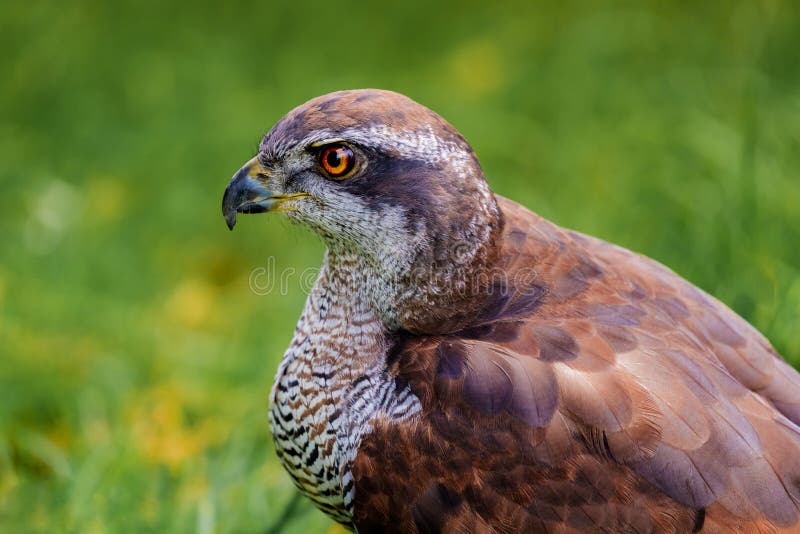 Portrait of a Spanish Hawk in the Nature Stock Image - Image of closeup ...