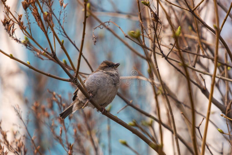 Portrait of a Sparrow in Spring Stock Image - Image of wildlife, bird ...