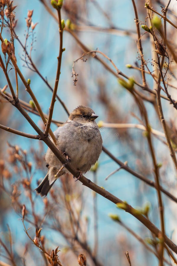 Sparrow on a Branch in Spring Stock Photo - Image of sparrow, male ...