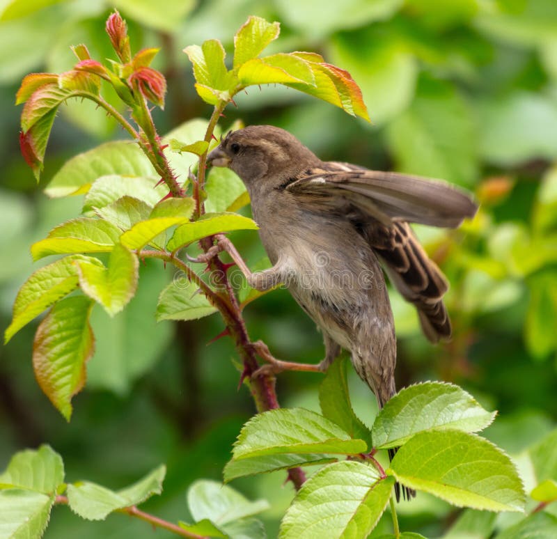 Portrait of a Sparrow on Green Plants Stock Photo - Image of wing ...