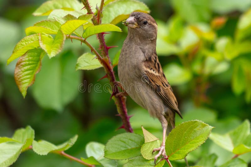 Portrait of a Sparrow on Green Plants Stock Image - Image of sitting ...