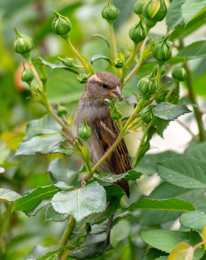 Portrait of a Sparrow on Green Plants Stock Image - Image of park ...