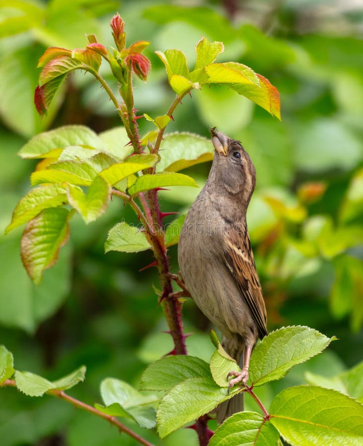 Portrait of a Sparrow on Green Plants Stock Image - Image of closeup ...