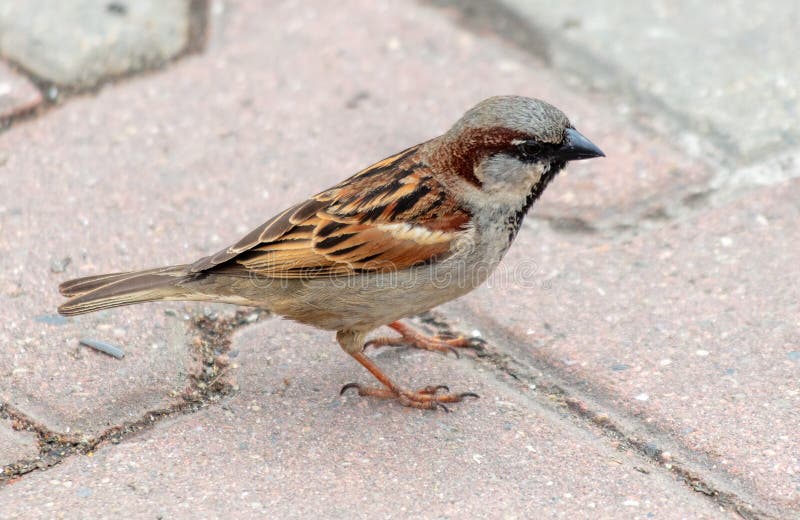 Portrait of a Sparrow on Paving Slabs Stock Image - Image of close ...