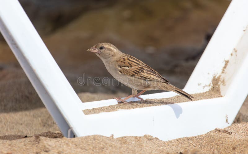 Portrait of a Sparrow on the Sand at the Beach Stock Image - Image of ...
