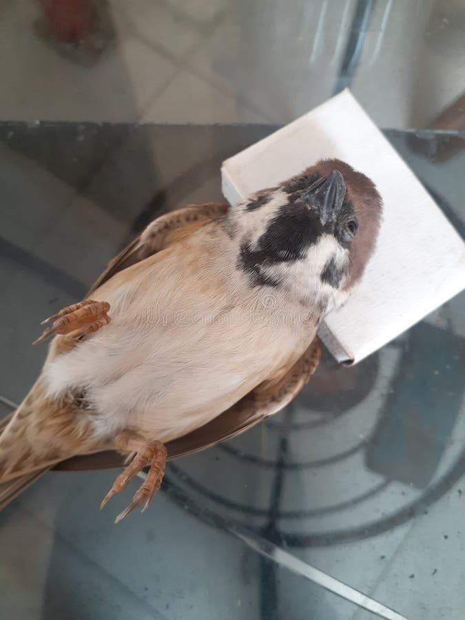 Portrait of a sparrow stock photo. Image of wing, beak - 232147496