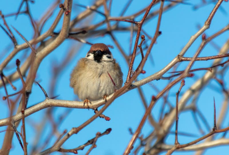 Portrait of a Sparrow on a Tree Branch Stock Image - Image of songbird ...