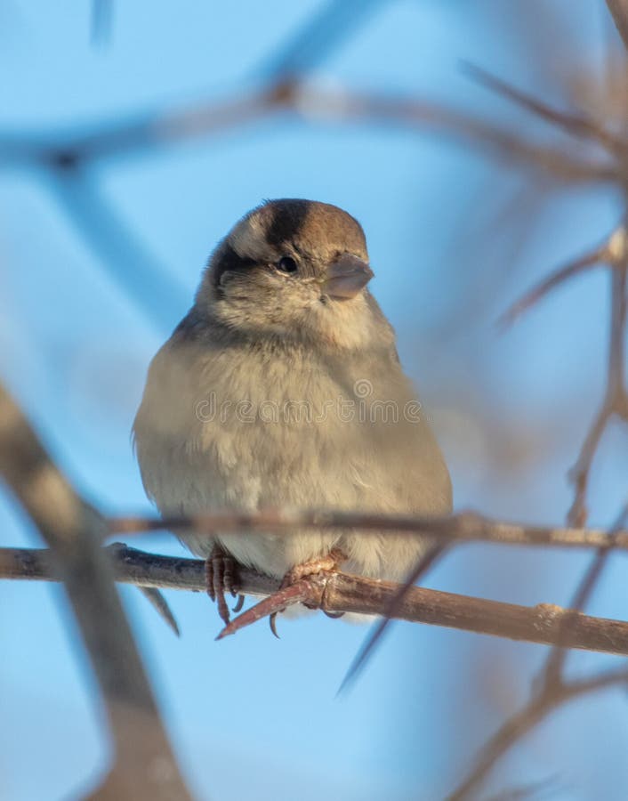 Portrait of a Sparrow on a Tree Branch Stock Photo - Image of outdoor ...