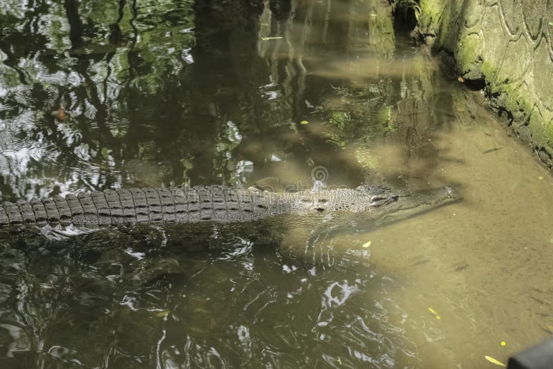 A Portrait of Spectacled Caiman Caiman Crocodilus, Also Known As the ...