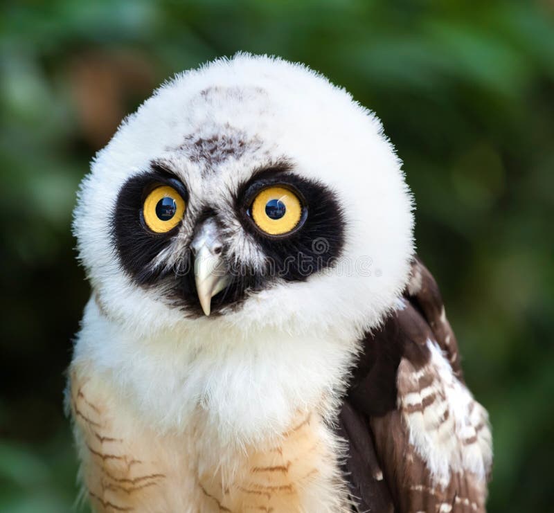 Portrait of Spectacled Owl stock photo. Image of perspicillata - 59193726