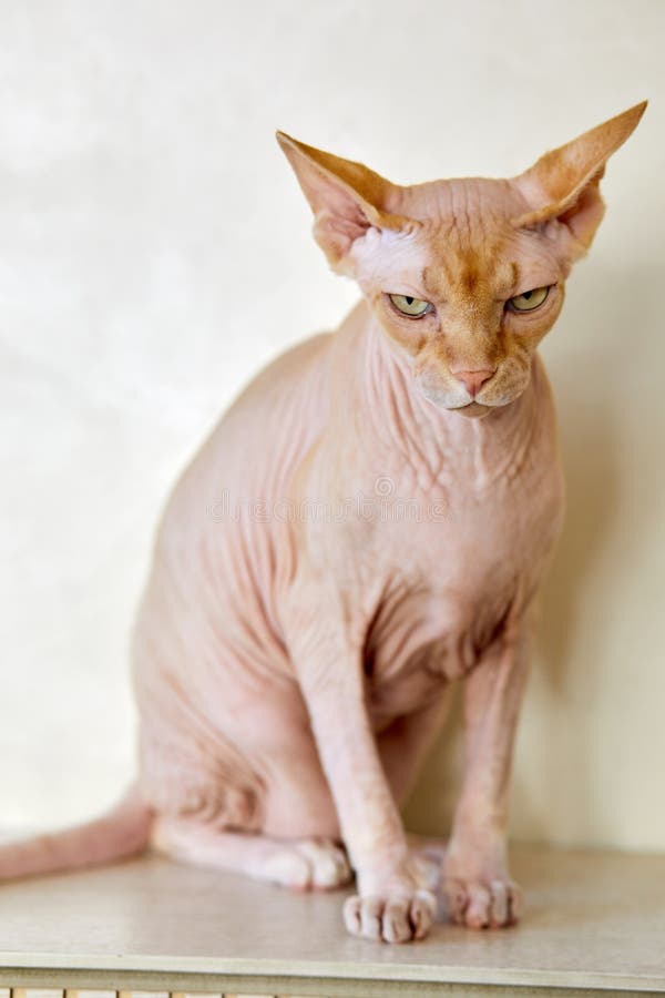 Portrait of Sphinx Cat Sitting on Stock Photo - Image of hairless ...
