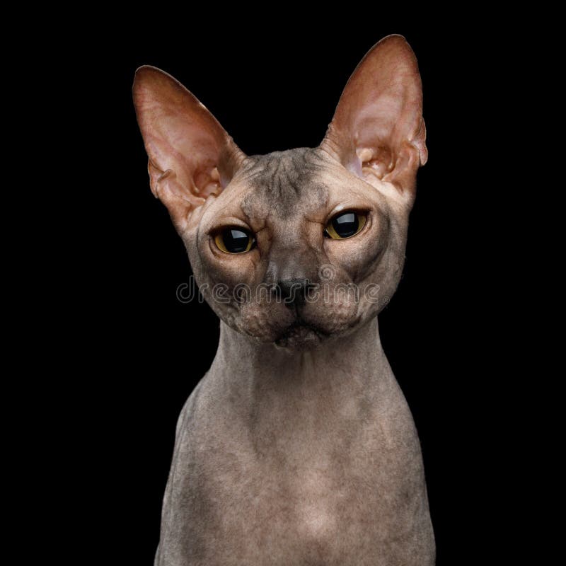 Sphynx Cat on Black Background Stock Photo - Image of grumpy, lovable ...