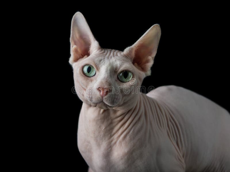 Sphynx Cat Posing Front of Camera. Stock Image - Image of kittens, eyes ...