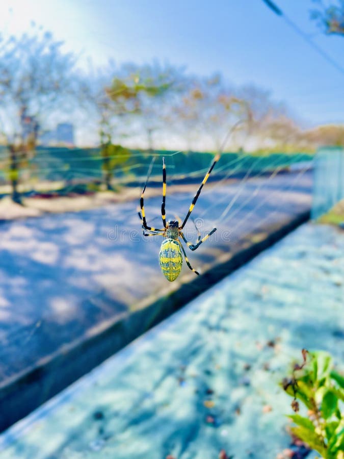 Spider and web stock photo. Image of blue, spider, pose - 295199934