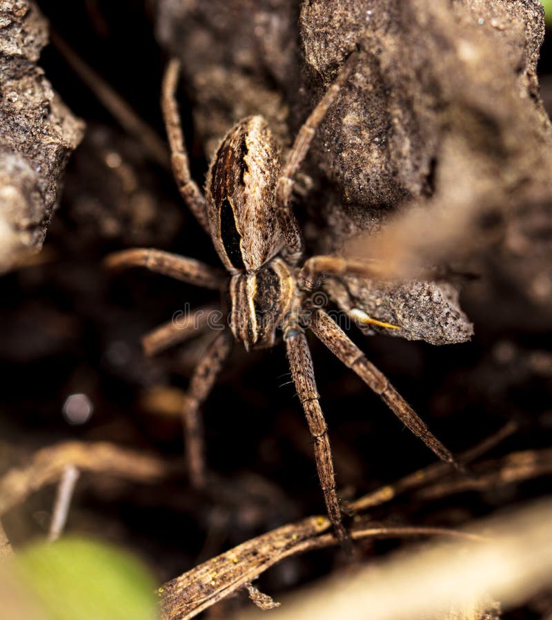 Portrait of a Spider in the Ground Stock Photo - Image of soil, death ...