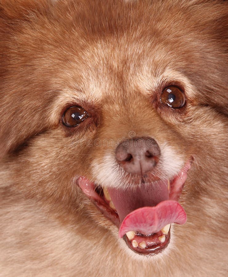 Portrait of Spitz-dog. stock image. Image of domestic - 18209503