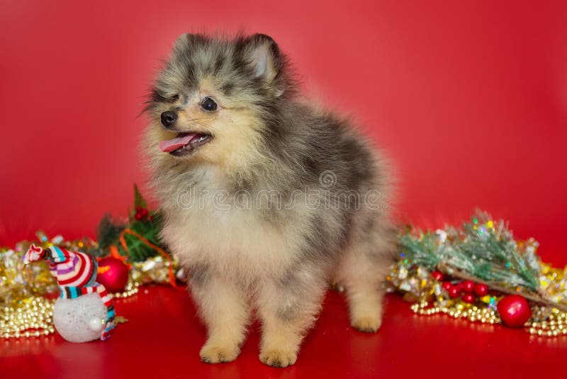 Portrait Spitz Merlen Puppy Stock Photos - Free & Royalty-Free Stock ...
