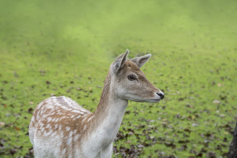 The Portrait of Spotted Fallow Deer Doe Stock Image - Image of mammal ...