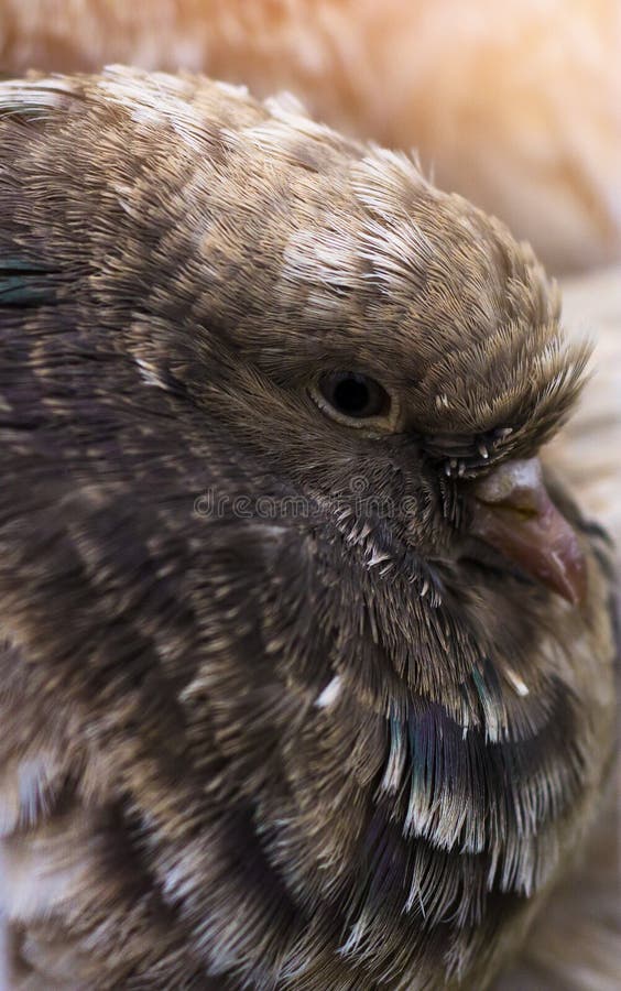 Portrait of a Spotted Pigeon. Bird of Peace Stock Image - Image of ...