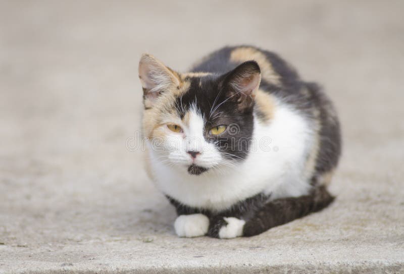 Portrait of a Spotted Street Kitten Stock Image - Image of urban, young ...