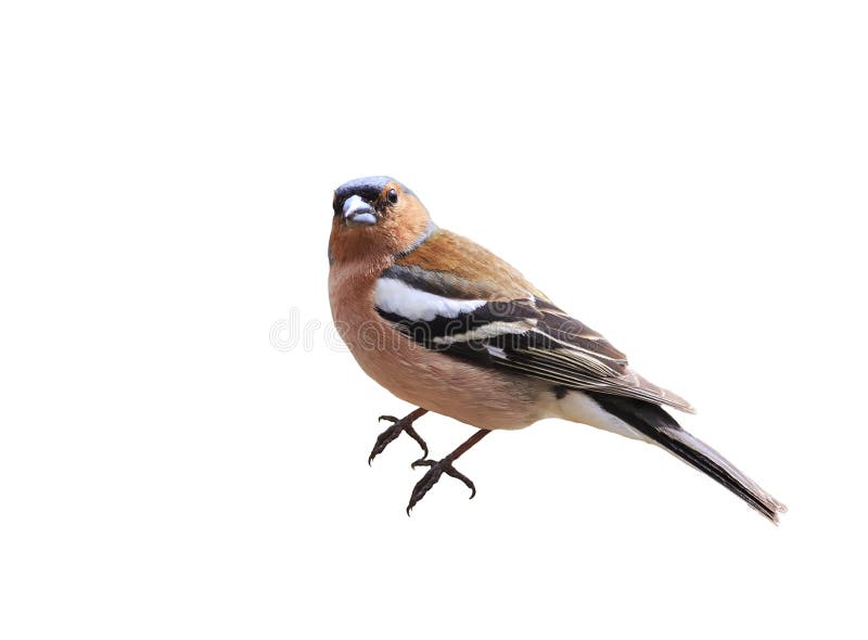 Tiara or Diadem or Crown Isolated Stock Photo - Image of prize, beauty ...