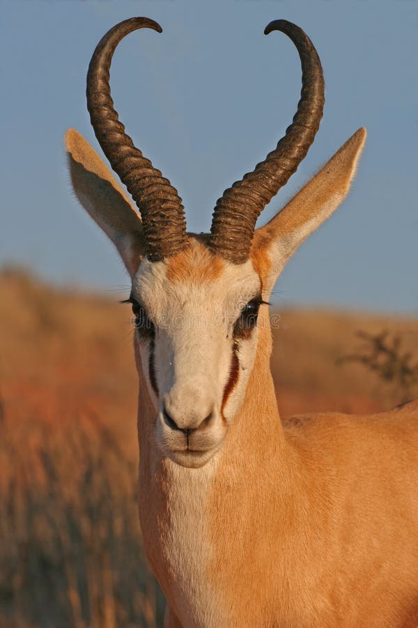 Wild springbok drinking stock photo. Image of travel - 10624068