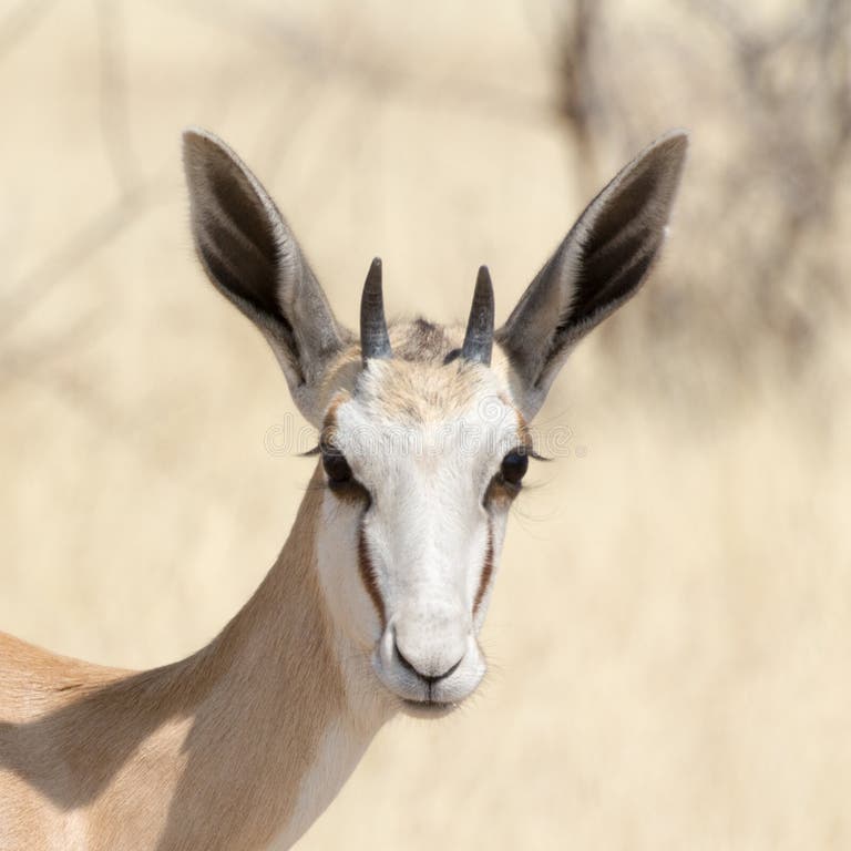 Portrait of a Springbok stock photo. Image of park, animals - 72996310