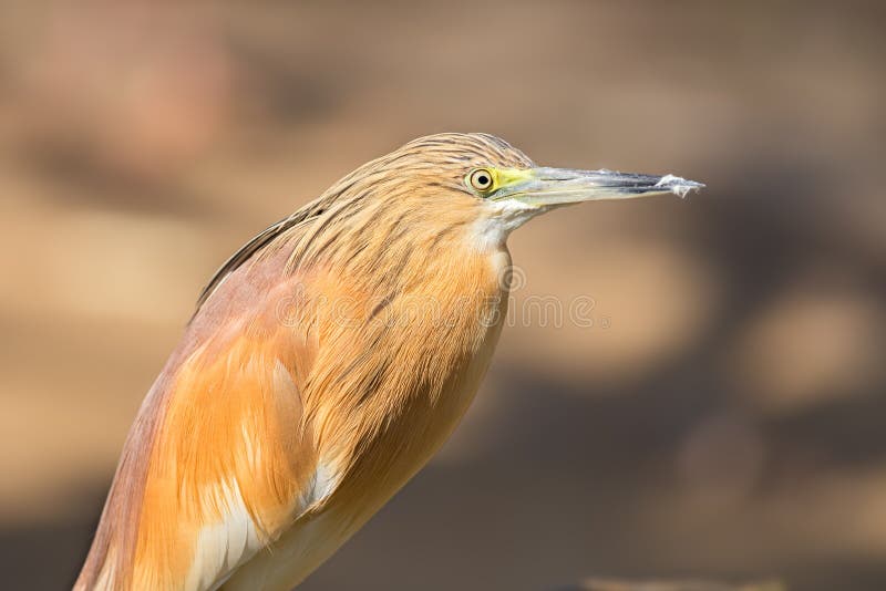 Portrait of squacco heron stock photo. Image of outdoor - 54067214