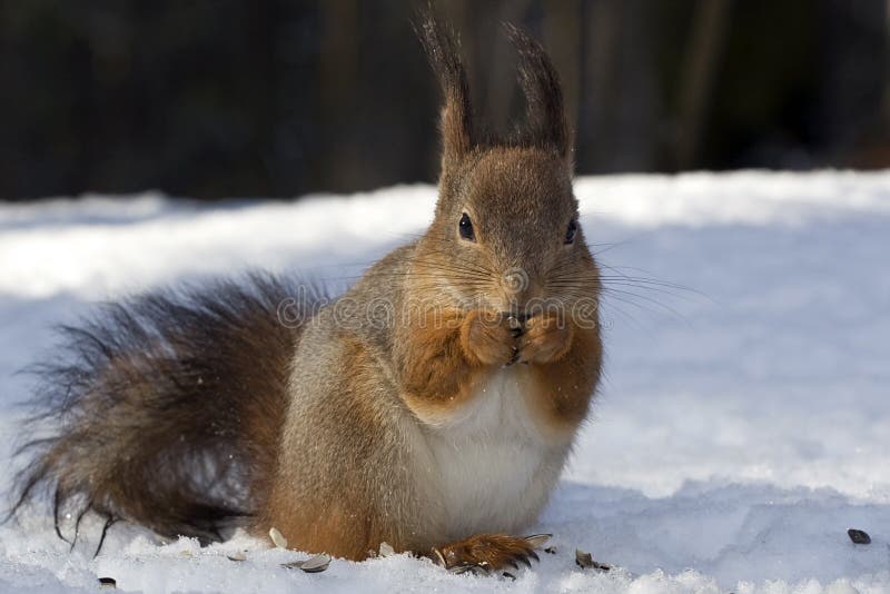 Funny Smiling Squirrel stock image. Image of expression - 8985321