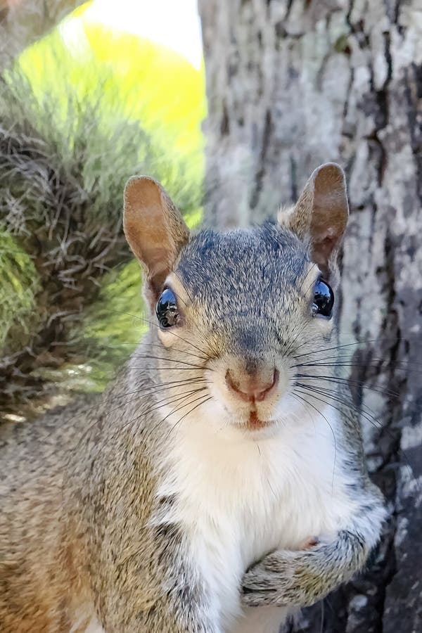 Squirrel Face As it Looks at Camera Stock Image - Image of animal ...